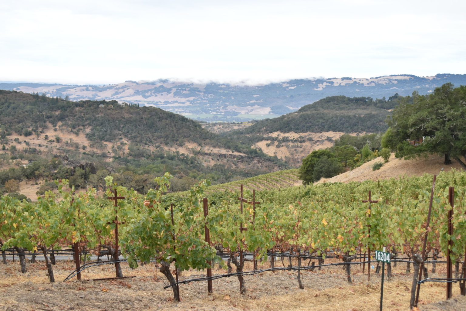 Smart Irrigation Solutions for Businesses | Wiseconn